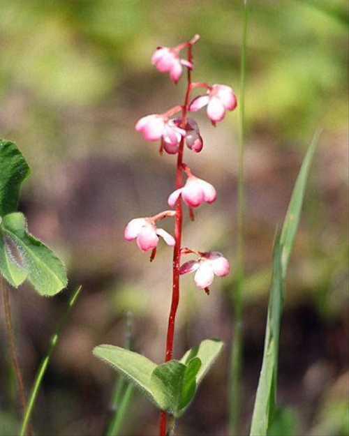 Грушанка саженец