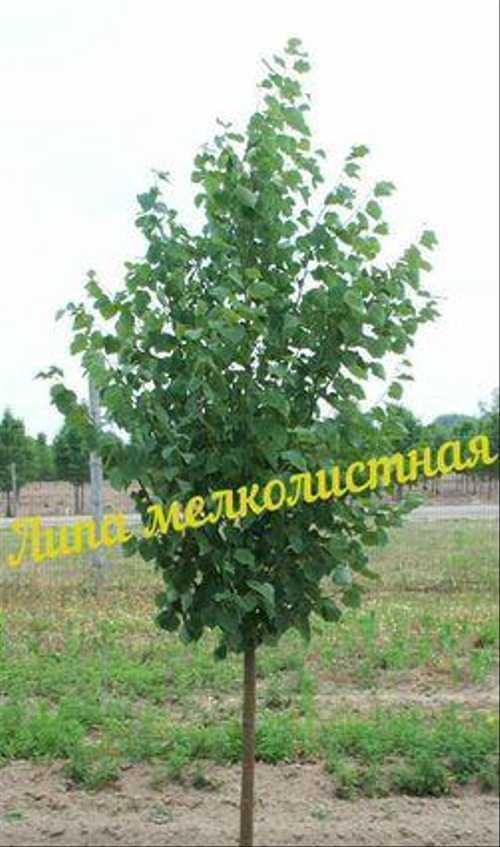 Липа мелколистная
