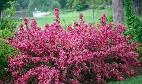Кустарники вейгела Виктория
