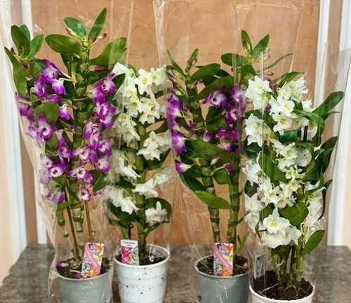 Дендробиум ароматная орхидея