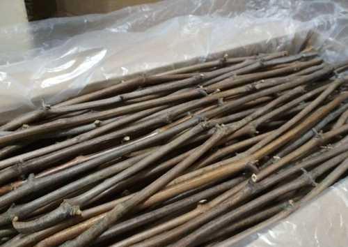 Черенки Кобер 5бб