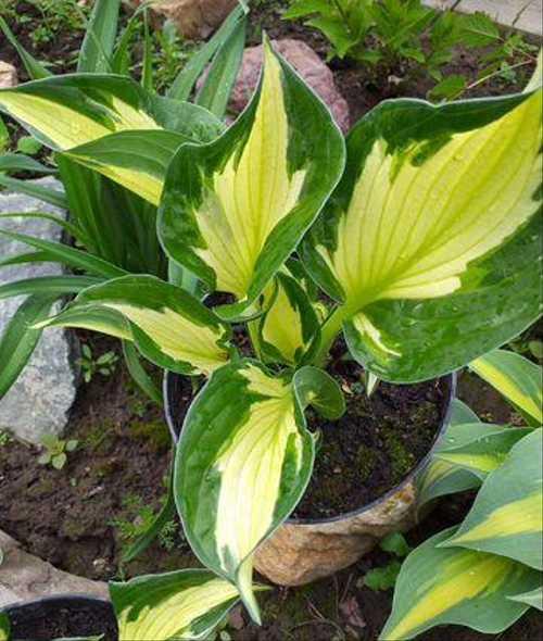 Хоста Вирлвинд (Hosta Whirlwind)