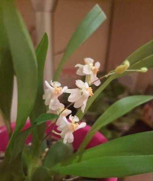 Орхидея онцидиум твинкл