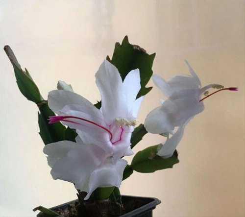 Декабрист / Schlumbergera truncata белый 1шт