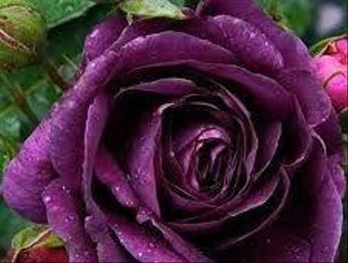 Розы флорибунда минерва (саженцы)