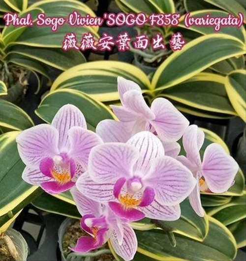 Орхидея Phal. Sogo Vivien 'sogo F858' (variegata)