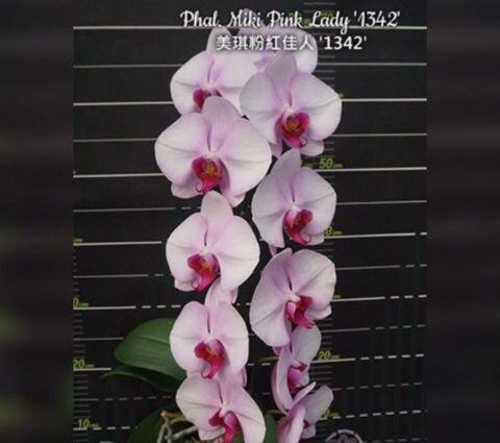 Орхидея крупноцветковая
