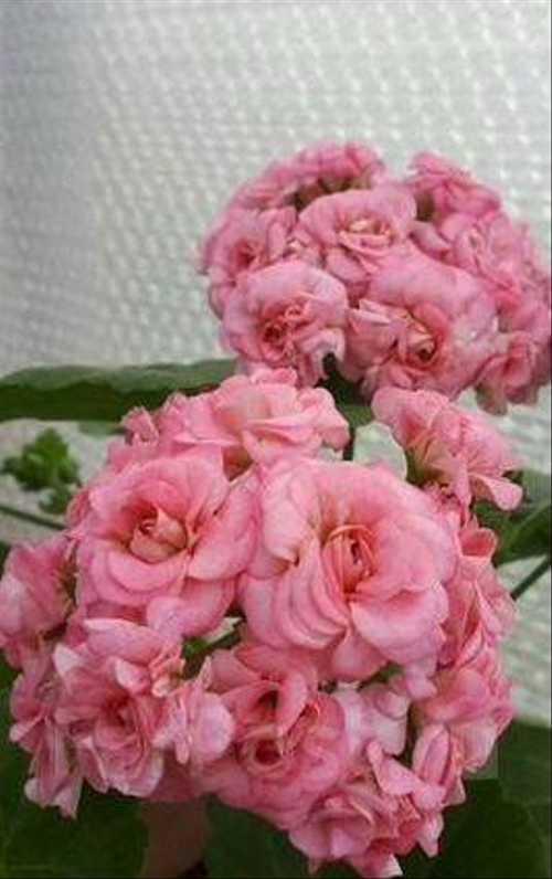 Пеларгония grangers antique rose фото и описание