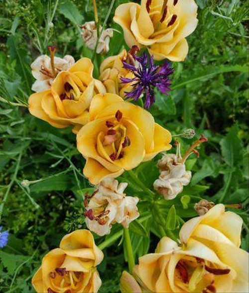 Луковицы лилии Фаворитка, луковицы Безвременника