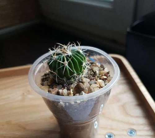 Кактус Echinofossulocactus hookeri