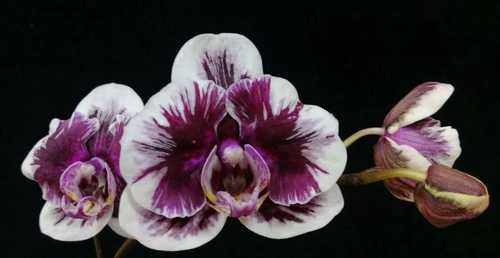 Орхидея фаленопсис Вуду, Voоdoo