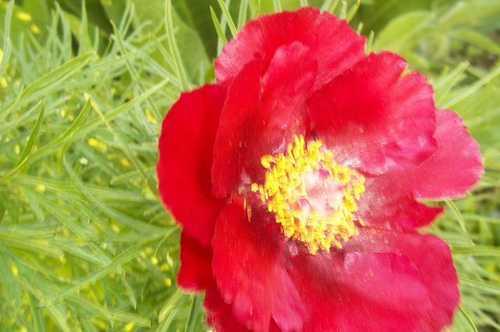 Многолетние растения 2021 год