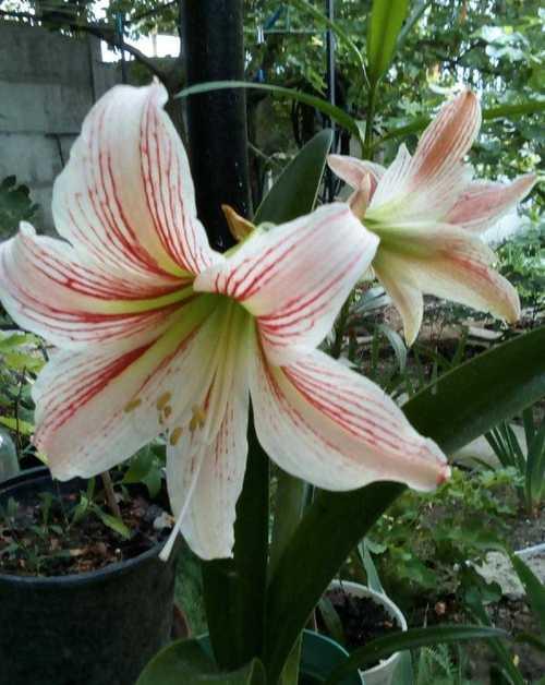 Продам саженцы