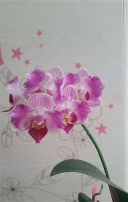 Орхидея сортовая фаленопсис бабочка
