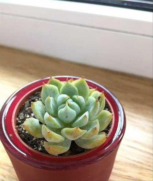 Суккуленты. Эхеверии Echeveria Onslow, Tippy, Eche