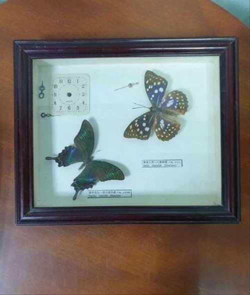 Бабочки в рамке