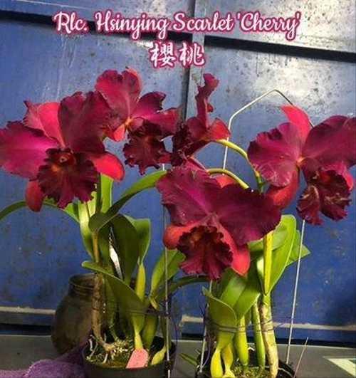 Орхидея Rlc. Hsinying Scarlet 'Cherry' A5 3.5"
