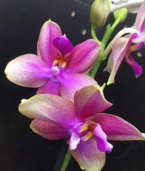 Орхидея фаленопсис Лиодоро арома