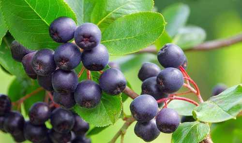 Арония \ рябина черноплодная (Aronia melanocarpa)