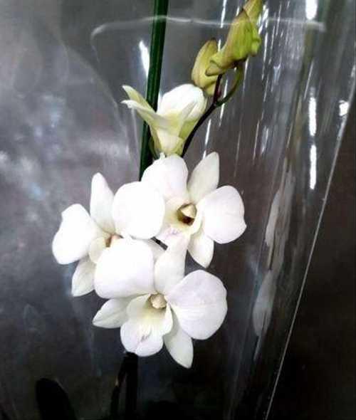 Орхидея Дендробиум -Фаленопсис Белая 960307