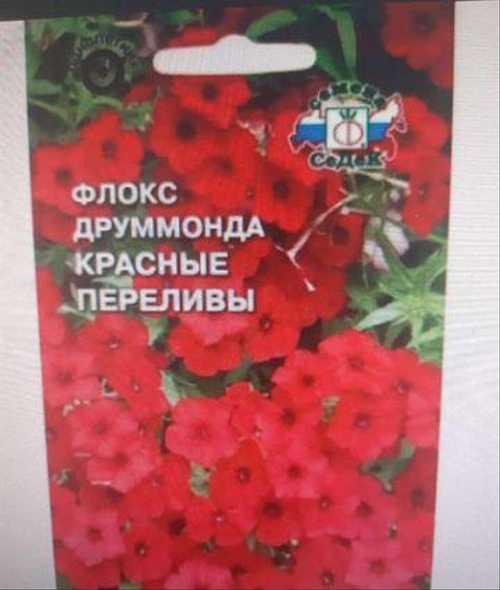 Флокс друммонда рассада