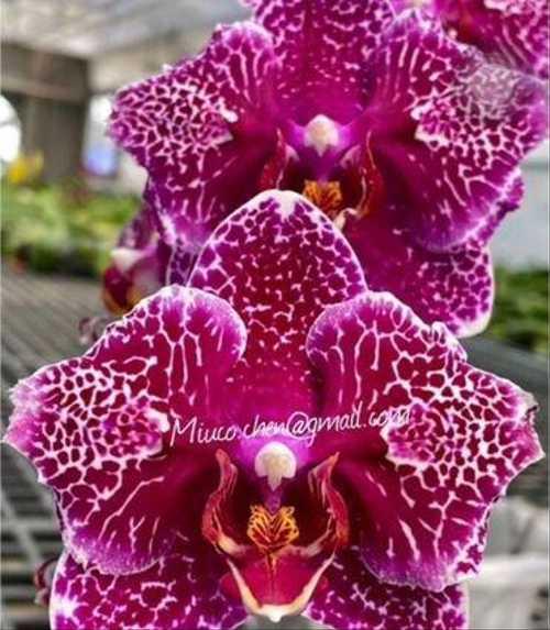 Орхидея фаленопсис Victoria's Lace