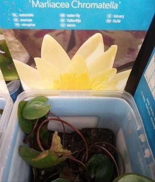 Нимфея желтая Marliacea chromatella