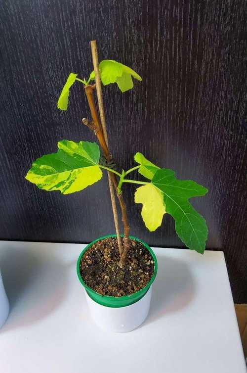 Ficus carica Jolly Tiger