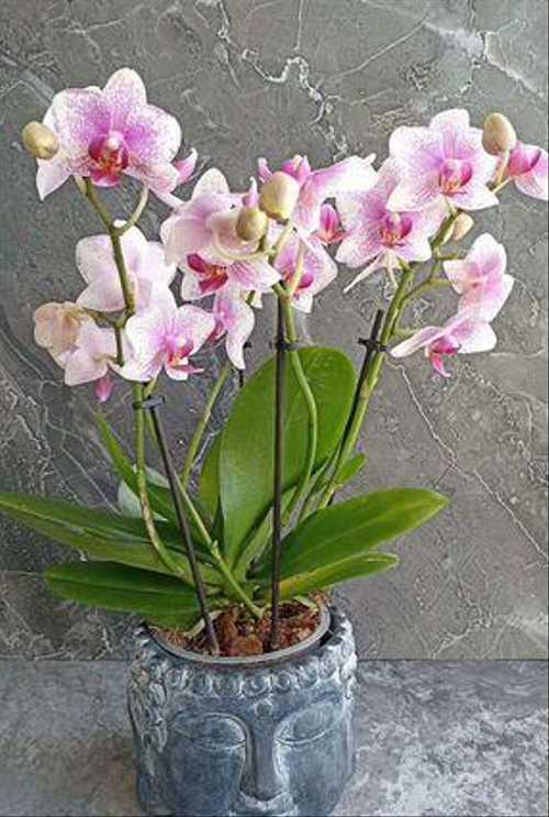 Орхидея фаленопсис Rotterdam (Роттердам)