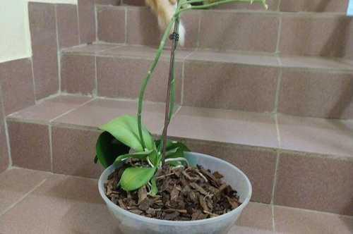 Орхидея Фаленопсис белый