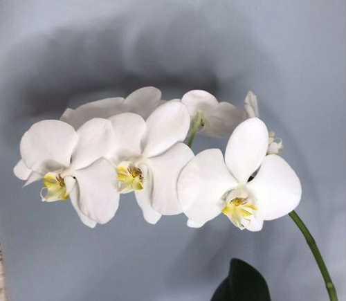 Орхидея фаленопсис с большими цветами