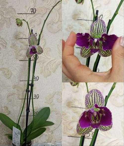 Орхидея Пелорик