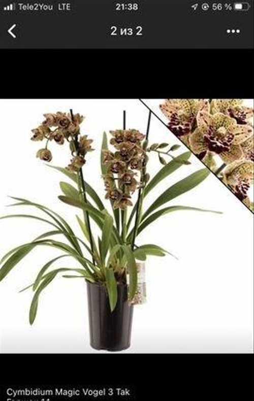 Орхидея Цимбидиум / Фаленопсис