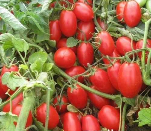 Рассада томатов (помидор)