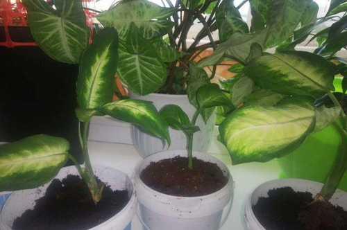 Дифинбахия