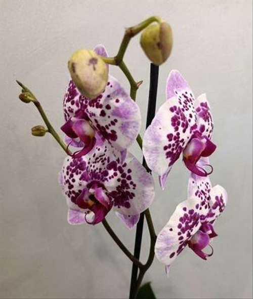Орхидея Цветущие сортовые