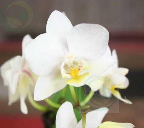 Орхидея фаленопсис мини белый