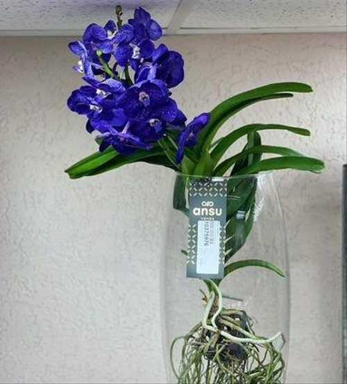 Синяя воздушная орхидея ванда