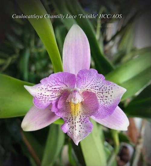 Орхидея Caulocattleya Chantilly Кружево 'Мерцание'