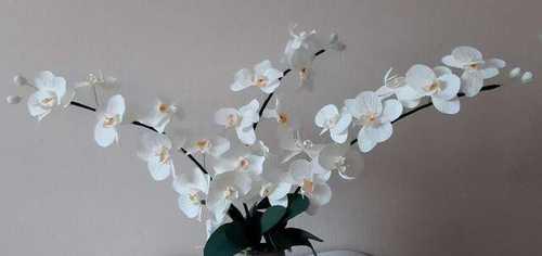 Орхидея интерьерная