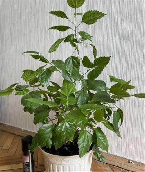 Большие комнатные растения