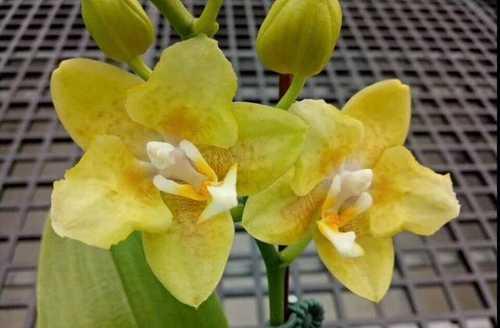 Орхидея Phal. Younghome Golden Pixie (peloric) в н