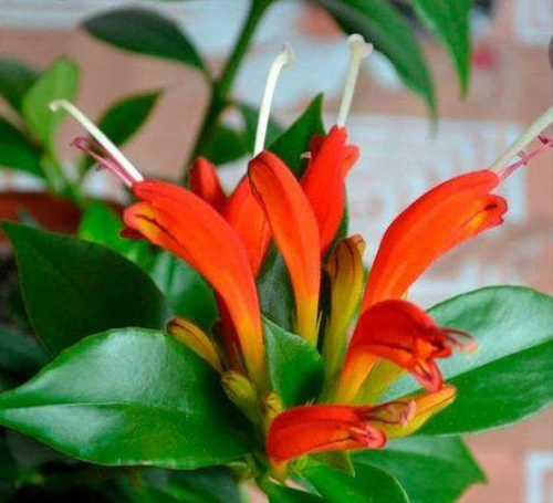 Эсхинантус великолепный