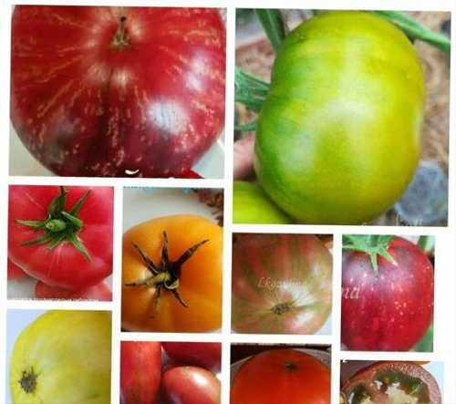 Семена томаты-инденты