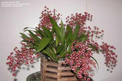 Орхидея Онцидиум Твинкл красный