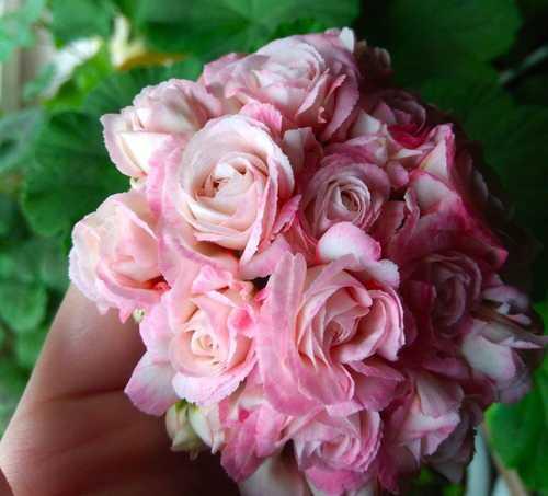 Пеларгонии разные, розебуды, тюльпаны