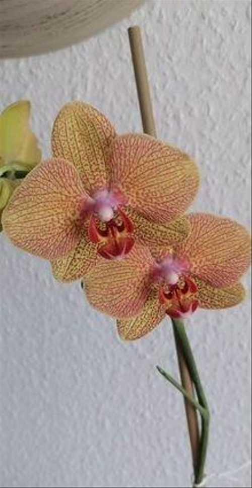Орхидея фаленопсис цветет