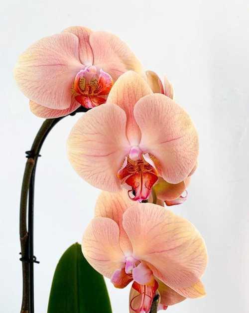 Орхидея вероника фото
