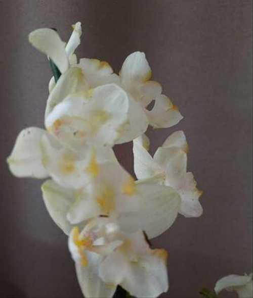 Орхидея фаленопсис бабочка Golden Dawn