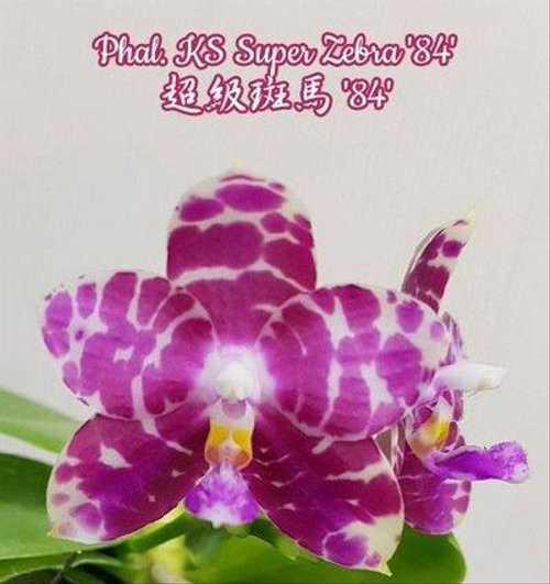 Орхидея Phal. KS Super Zebra '84' B19 2.5"